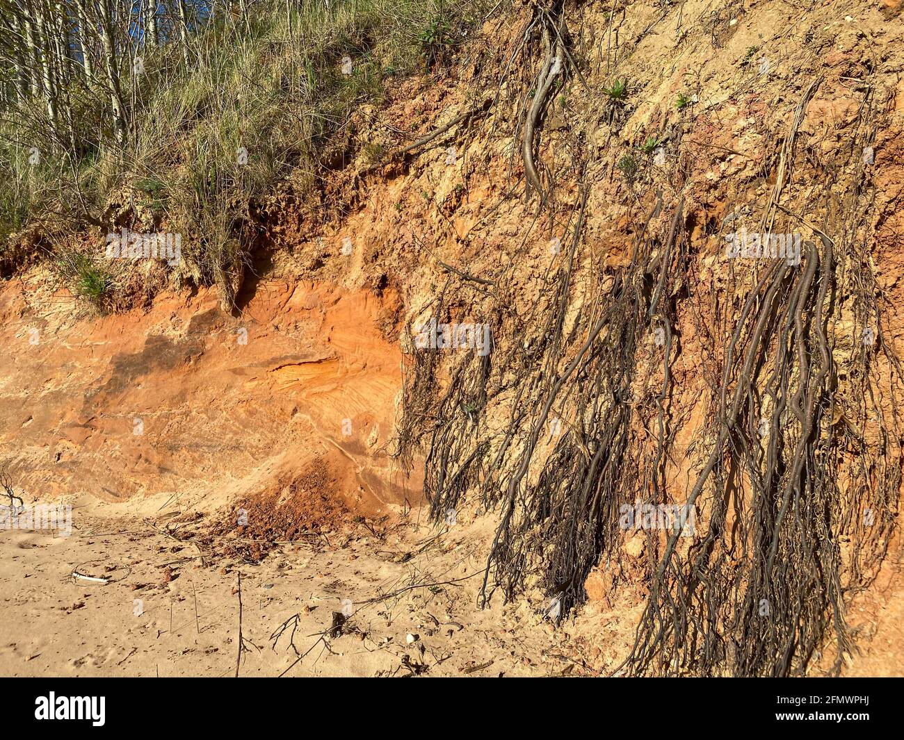 Tree root pattern that grows from a sandstone rock cliff wall. Summer ...
