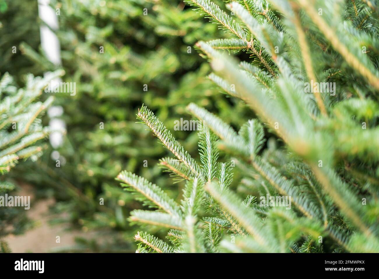 Fresh evergreens at the Christmas tree farm Stock Photo - Alamy
