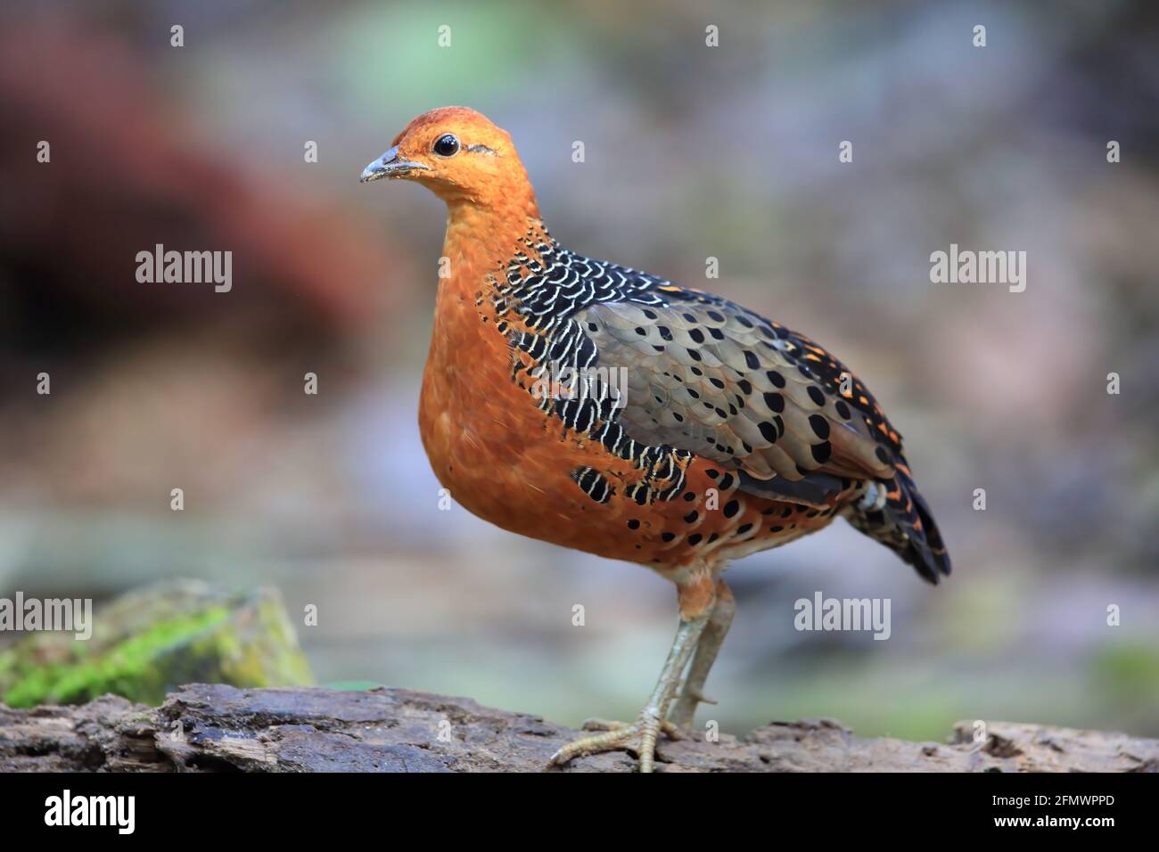 Ferruginous Partridge (Caloperdix oculeus) in Malaysia Stock Photo - Alamy