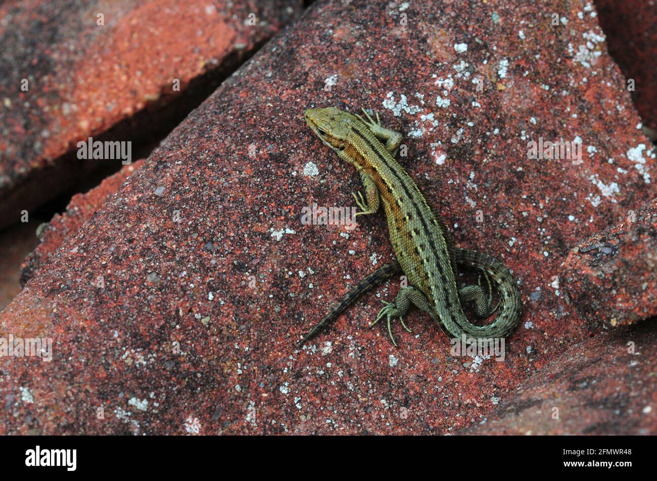 Common lizard basking on clay tile. Dorset, UK May 2018 Stock Photo - Alamy