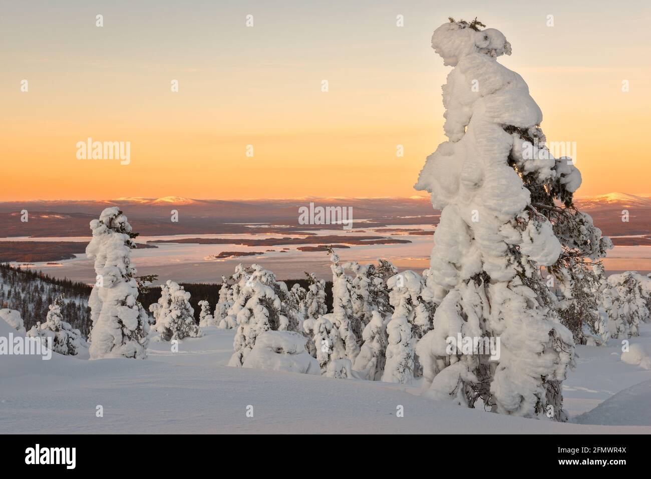 Polar forest hi-res stock photography and images - Alamy