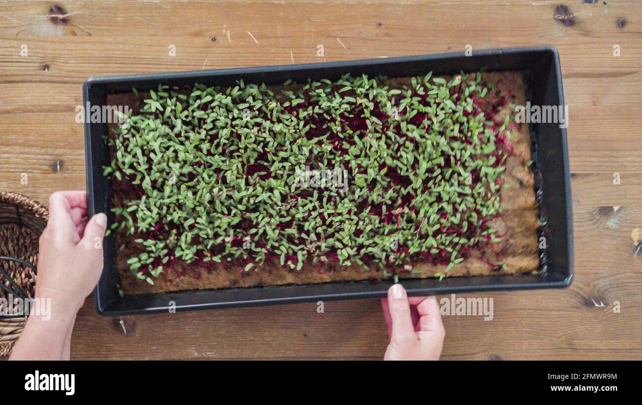 Flat lay. Radish microgreens in the propagation tray, ready for ...