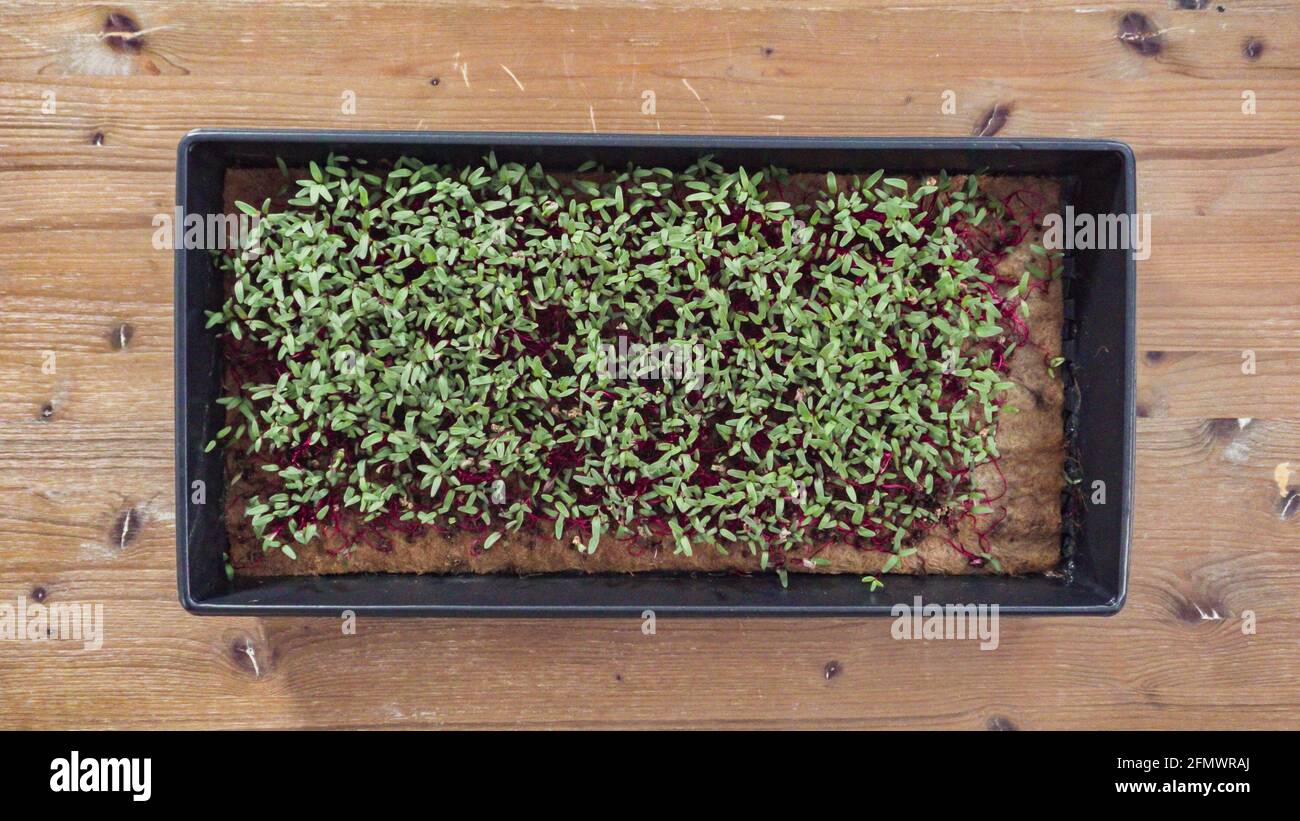 Flat lay. Radish microgreens in the propagation tray, ready for ...