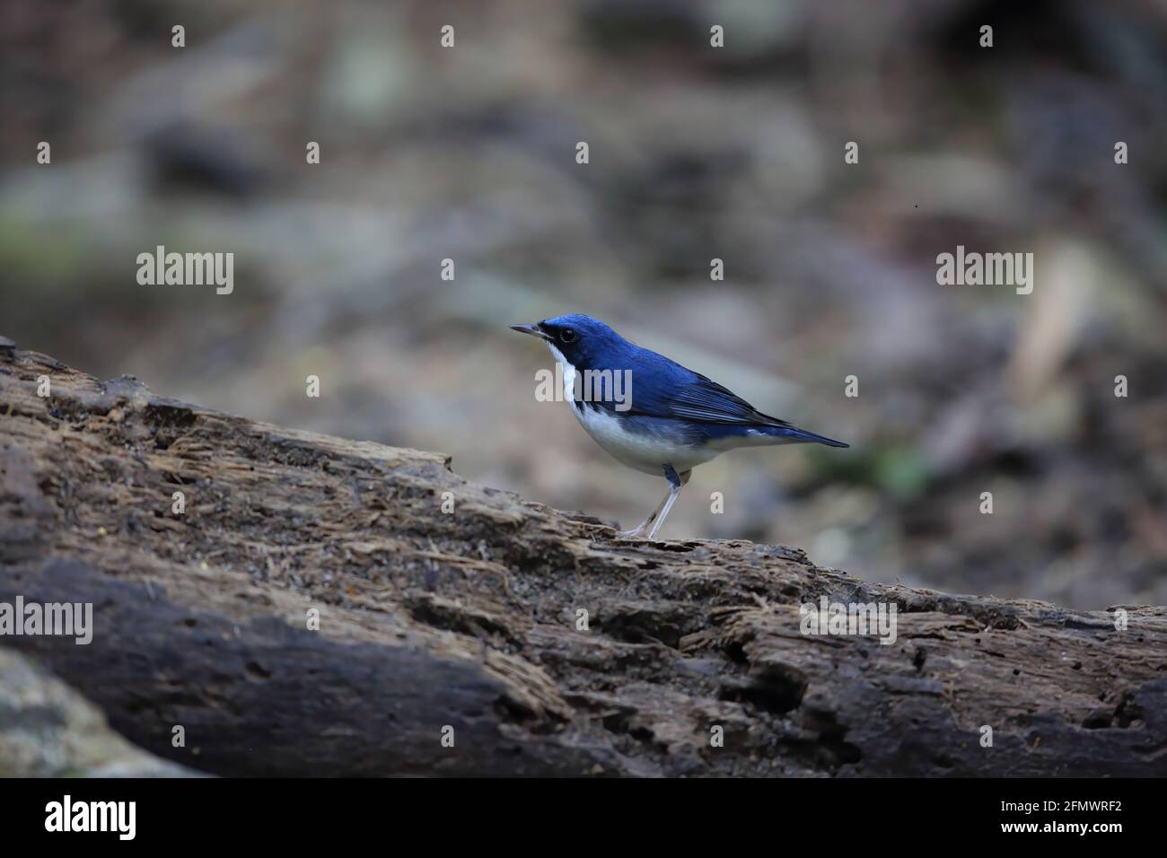 Siberian blue robin (Luscinia cyanea) male in Malaysia Stock Photo - Alamy
