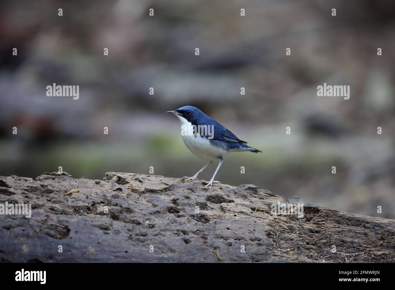 Siberian blue robin (Luscinia cyanea) male in Malaysia Stock Photo - Alamy