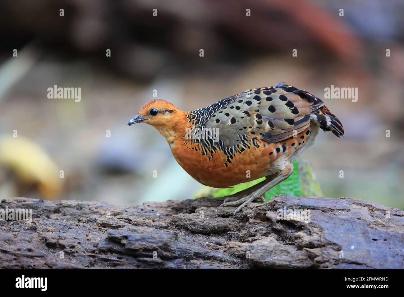Ferruginous Partridge (Caloperdix oculeus) in Malaysia Stock Photo - Alamy