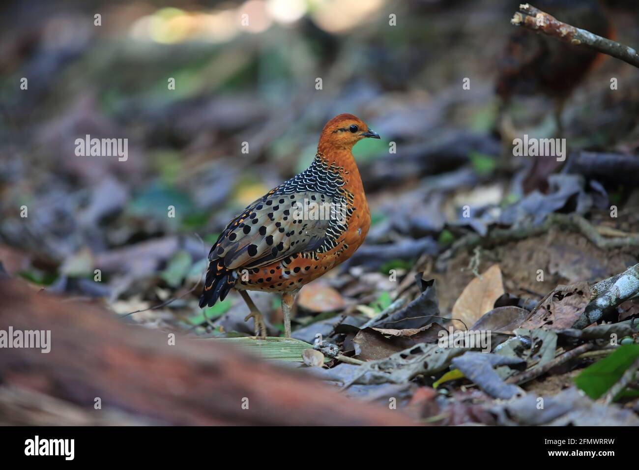 Ferruginous Partridge (Caloperdix oculeus) in Malaysia Stock Photo - Alamy