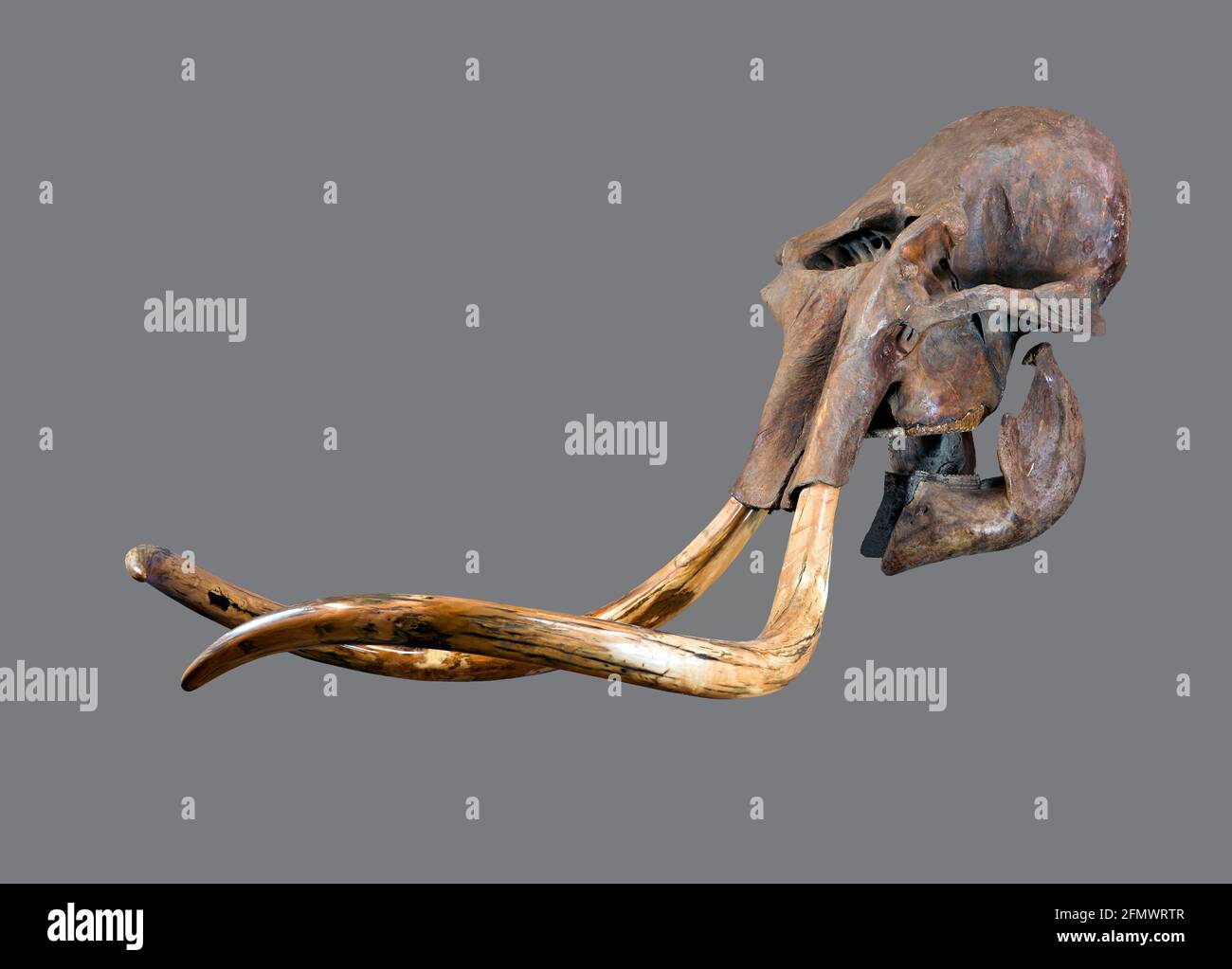 Mammoth skull hi-res stock photography and images - Alamy