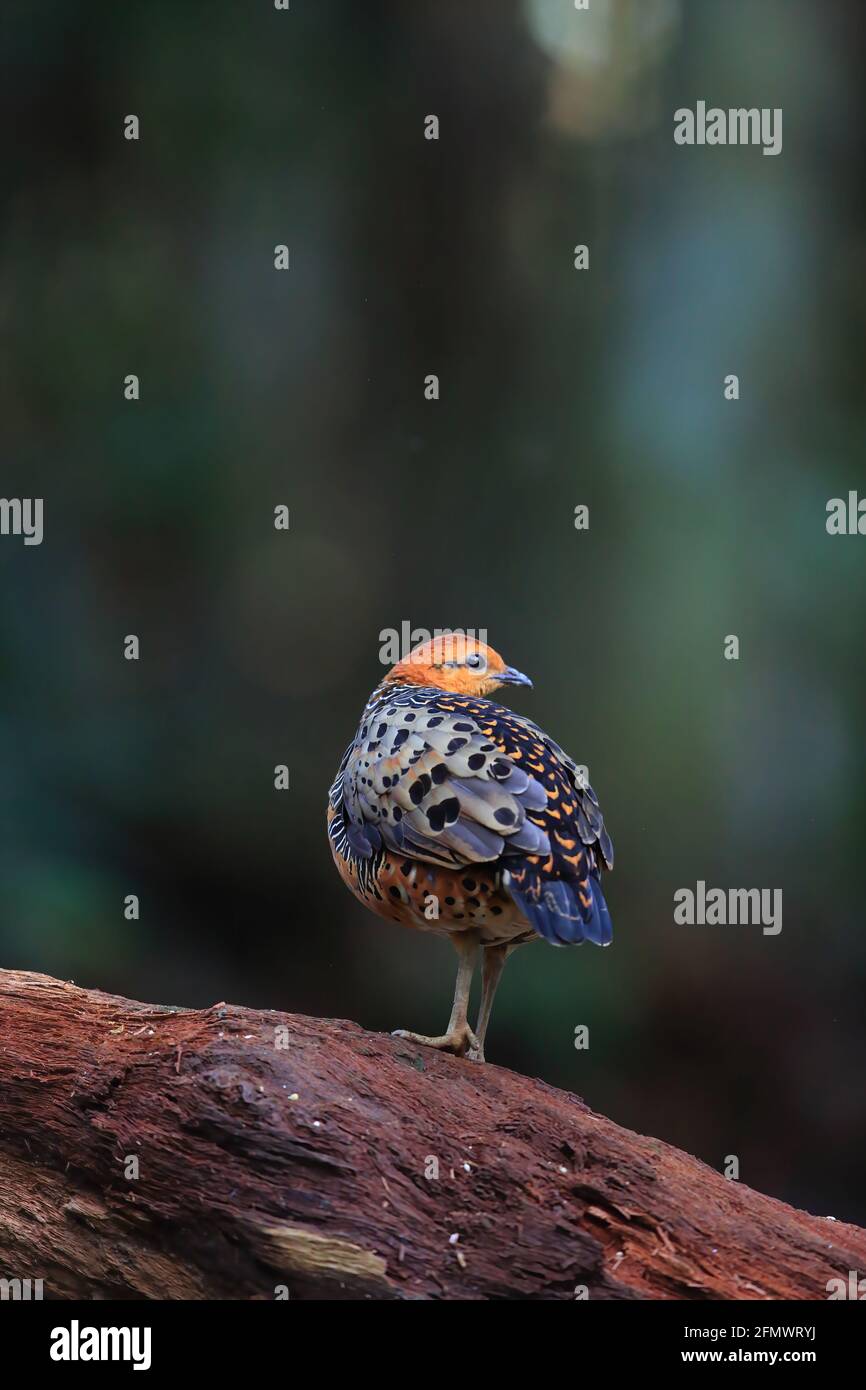 Ferruginous Partridge (Caloperdix oculeus) in Malaysia Stock Photo - Alamy