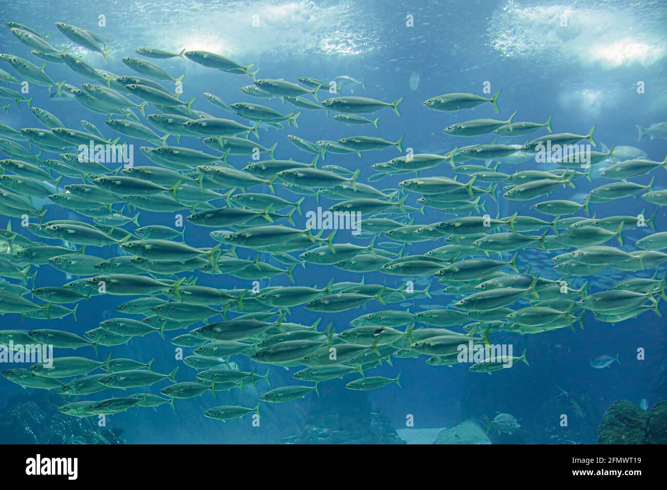 Salt water aquarium school of fish Stock Photo - Alamy