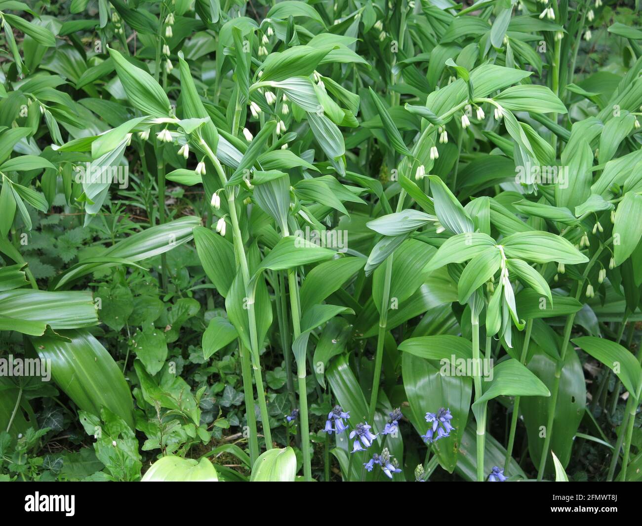 Solomons Seal Root