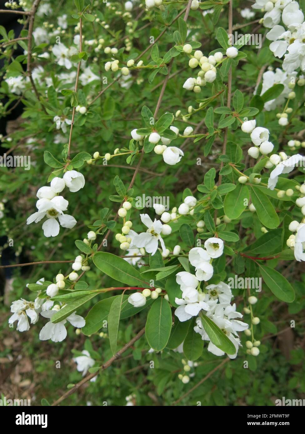 The white spring blossom of the deciduous shrub Exochorda, commonly ...