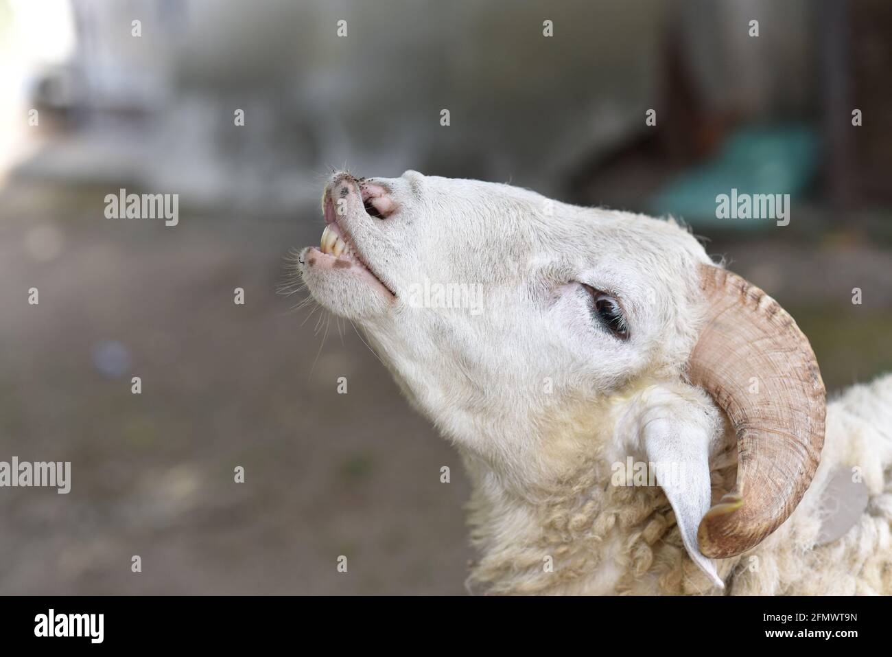 Sheep teeth hi-res stock photography and images - Alamy