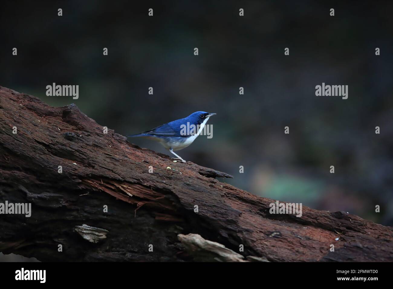 Siberian blue robin (Luscinia cyanea) male in Malaysia Stock Photo - Alamy