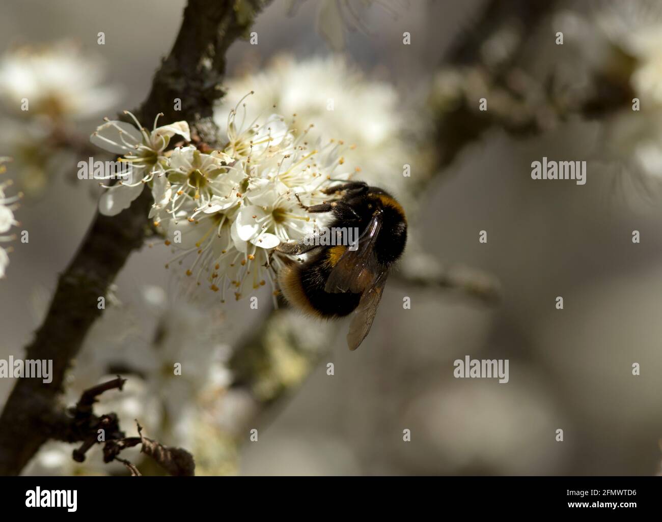 Mated queen hibernates hi-res stock photography and images - Alamy