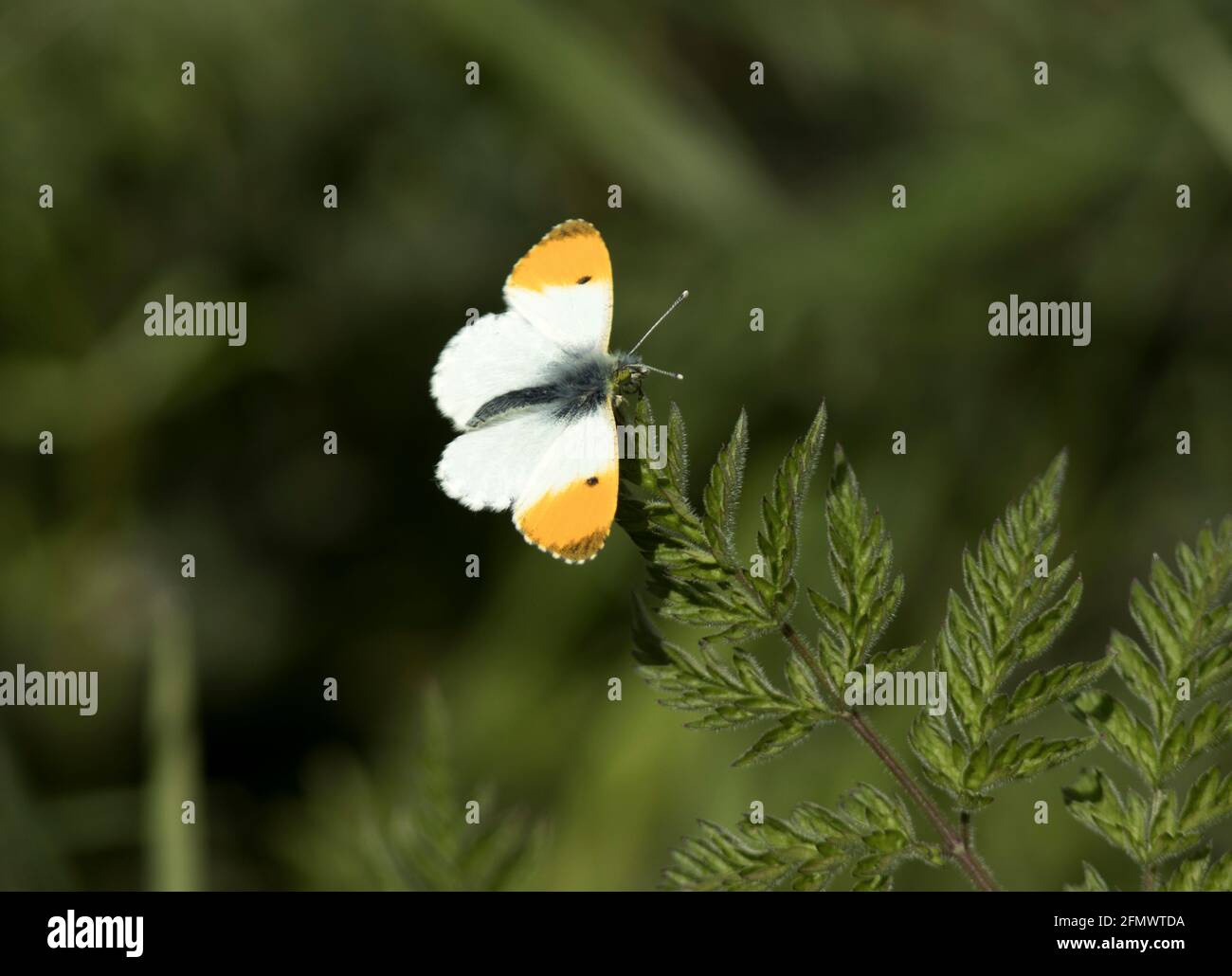 Abdomen segmented tip hi-res stock photography and images - Alamy