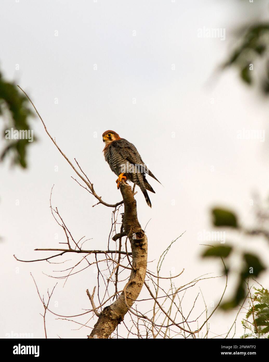 The Red-necked Falcon is a small, fast flying Bird of Prey that ...