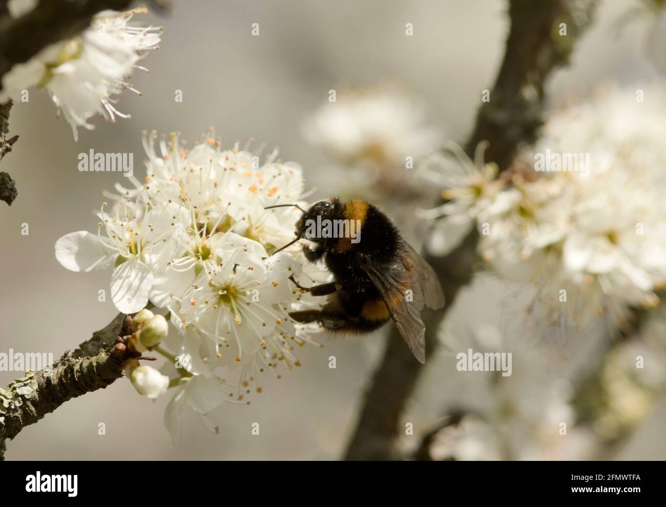 An early emerging Queen Large White-tailed Bumble-Bee gathers nectar ...