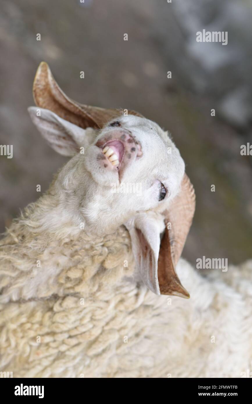 Wooly Sheep with horns showing its teeth Stock Photo - Alamy