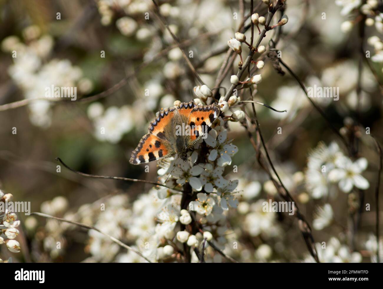 Butterfly caterpillar exoskeleton hi-res stock photography and images ...