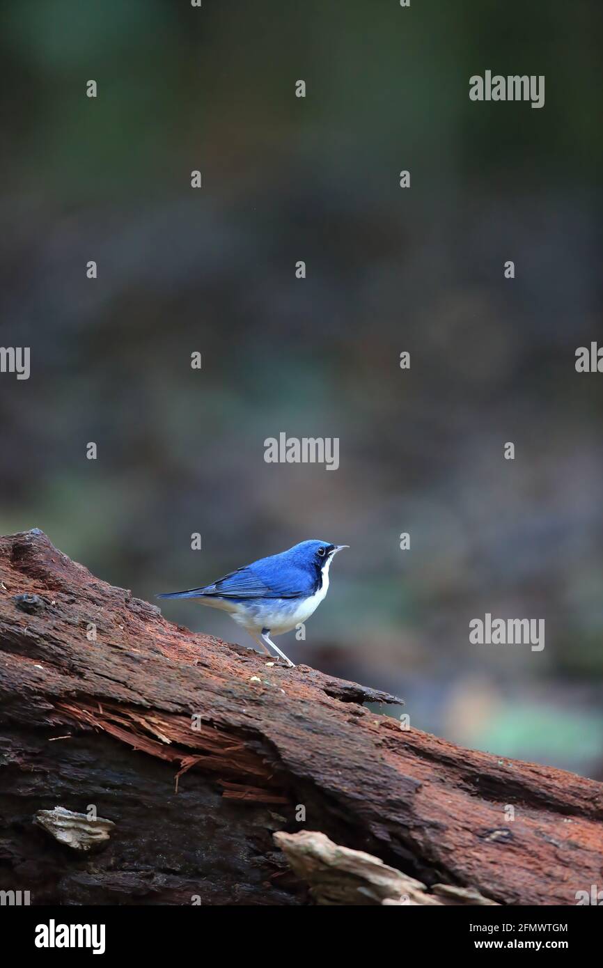 Siberian blue robin (Luscinia cyanea) male in Malaysia Stock Photo - Alamy