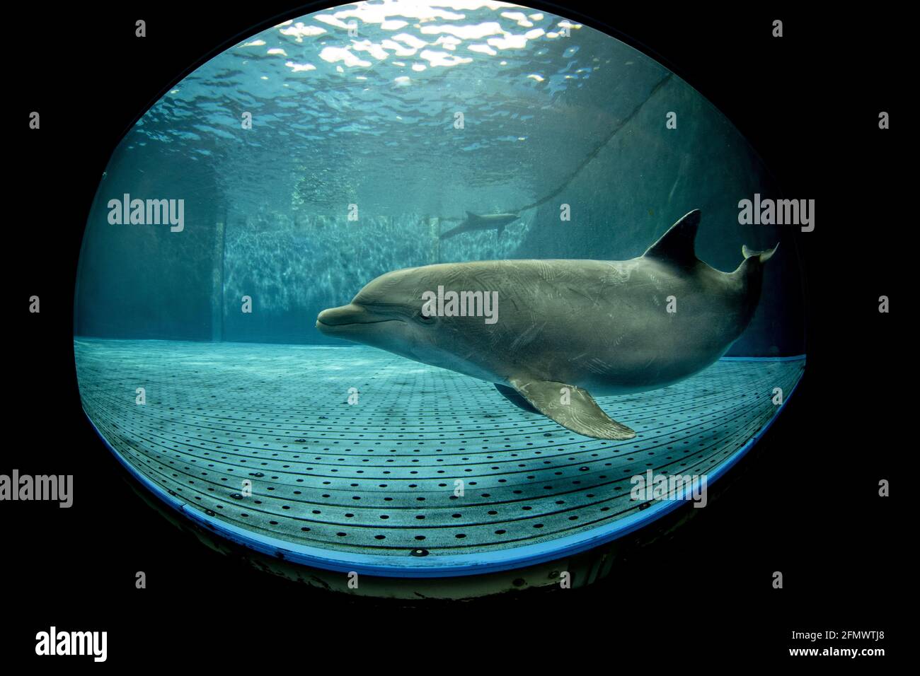 Dolphin pod underwater in red hi-res stock photography and images - Alamy