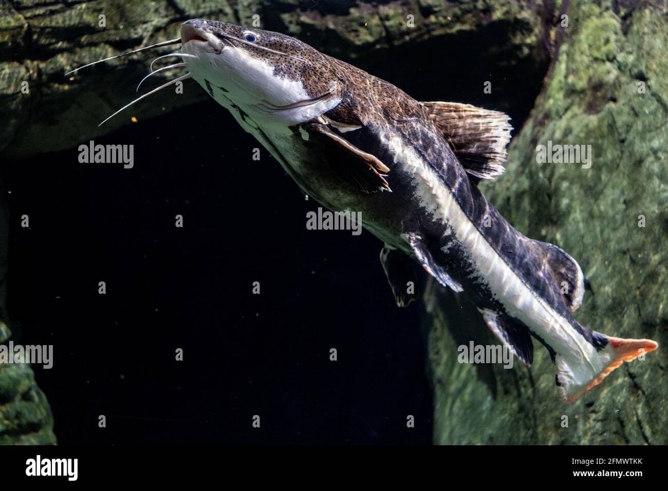 Catfish aquaculture hi-res stock photography and images - Alamy