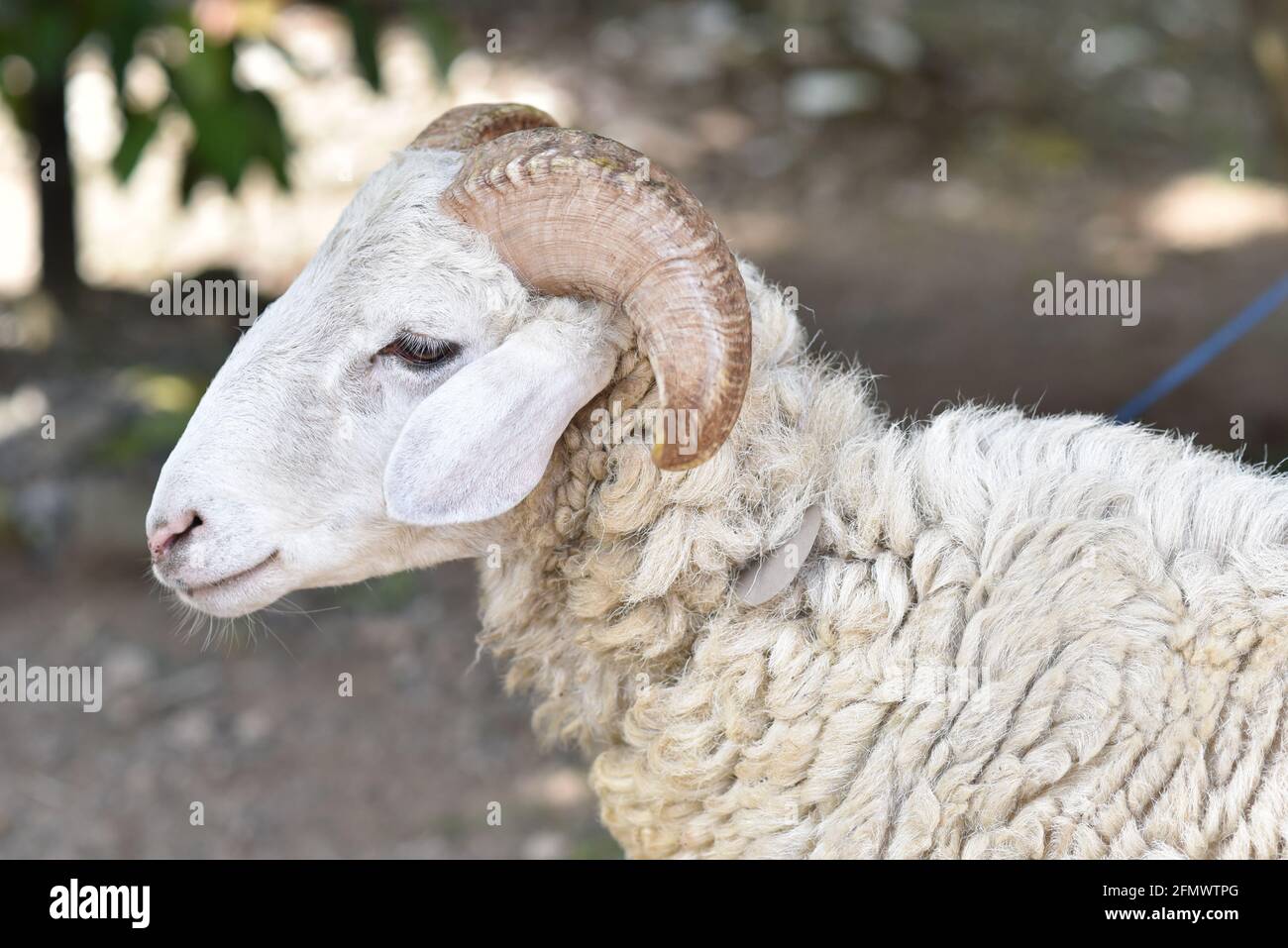 Wooly Sheep with horns Stock Photo - Alamy