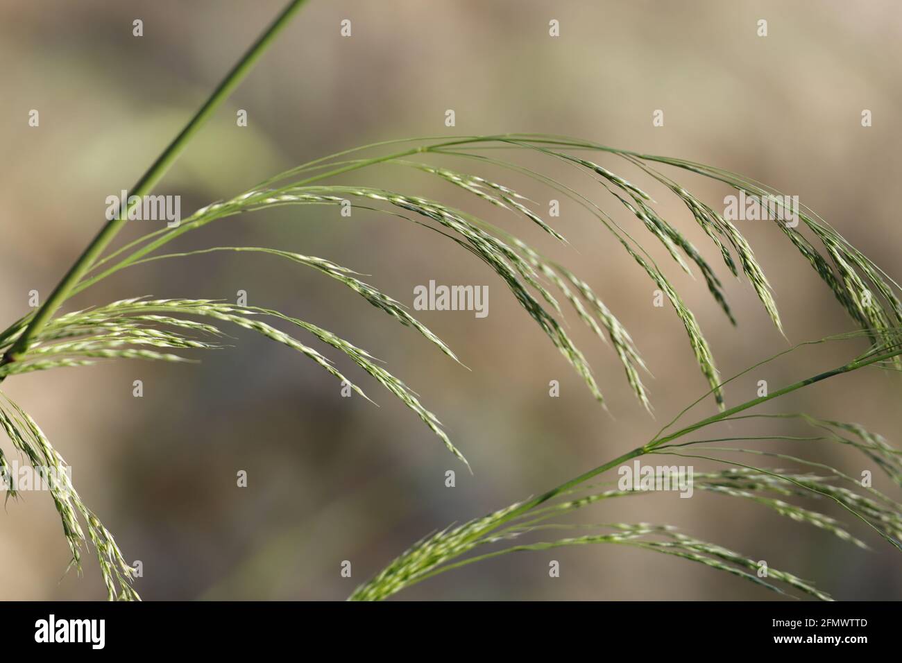 Different kind of dried grass look beautiufl Stock Photo - Alamy