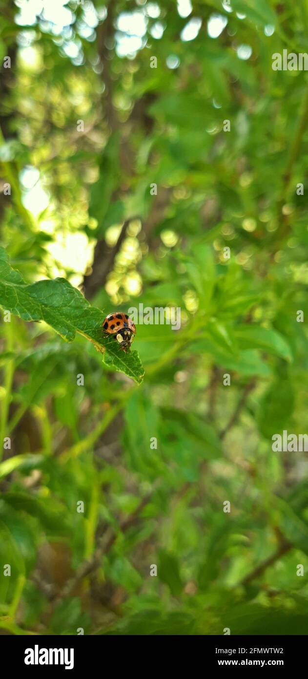 Ladybug in tree Stock Photo - Alamy