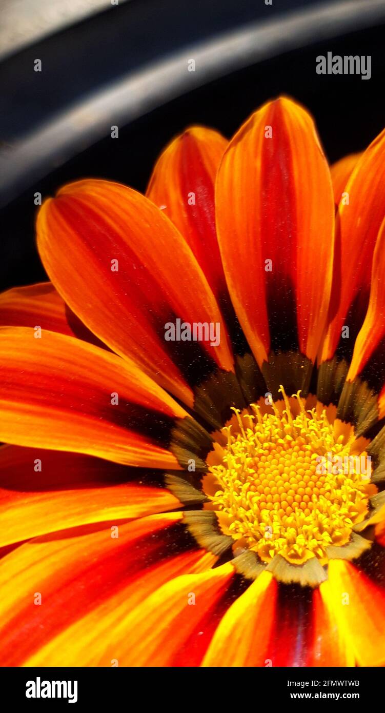 Fiery red flower hi-res stock photography and images - Alamy