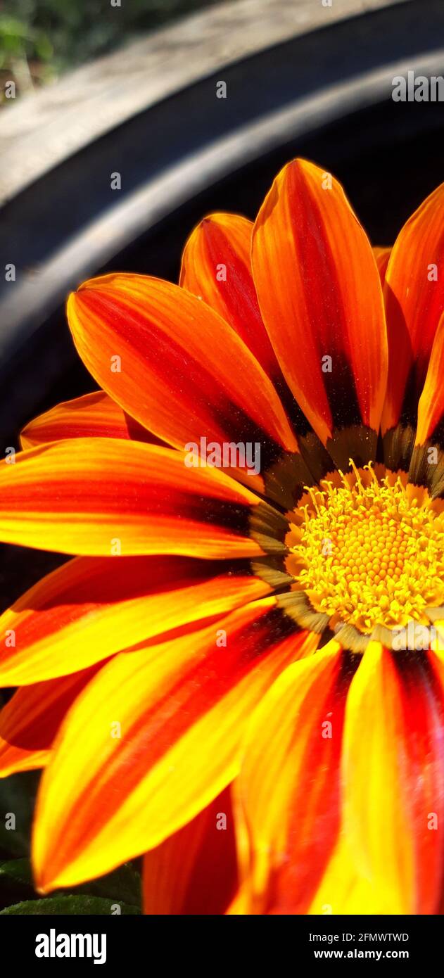 Fiery red flower hi-res stock photography and images - Alamy