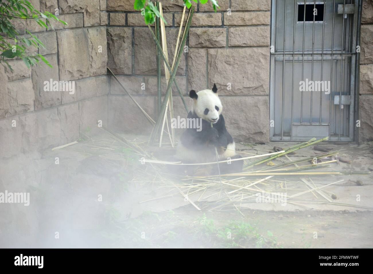 Beijing, Beijing, China. 12th May, 2021. On May 12, 2021, giant pandas ...