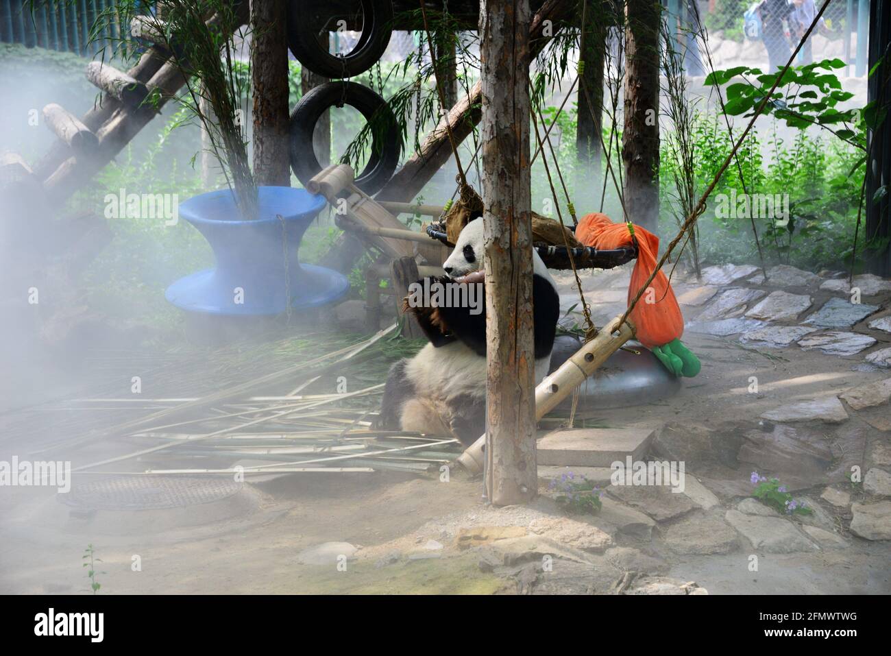 Beijing, Beijing, China. 12th May, 2021. On May 12, 2021, giant pandas ...
