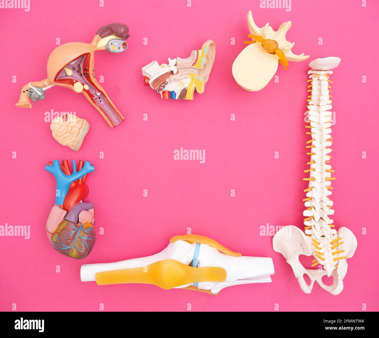 Mockups of human internal organs on a pink background. Concept of the ...