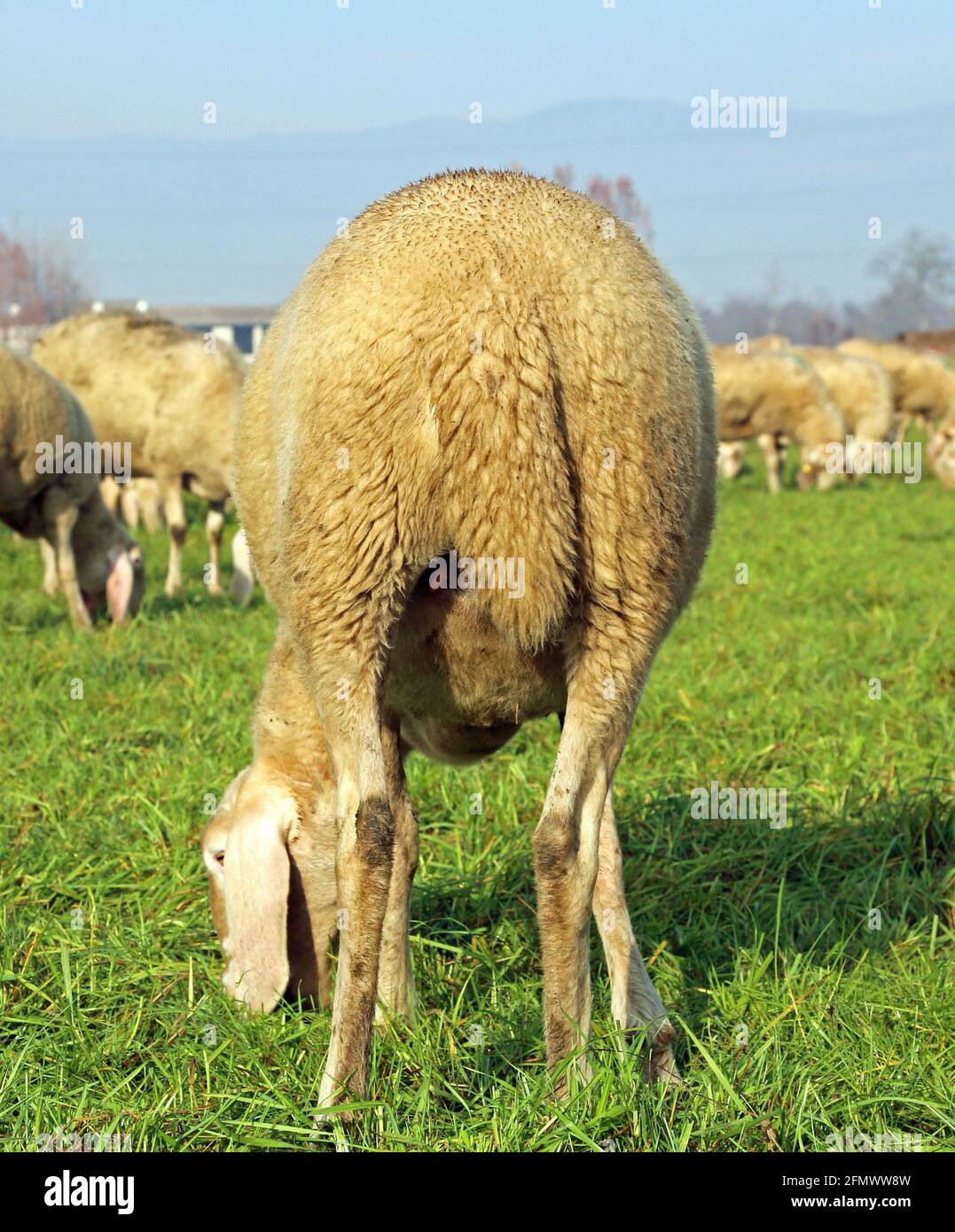 tail sheep photographed from behind in a sheep flock 8 Stock Photo - Alamy