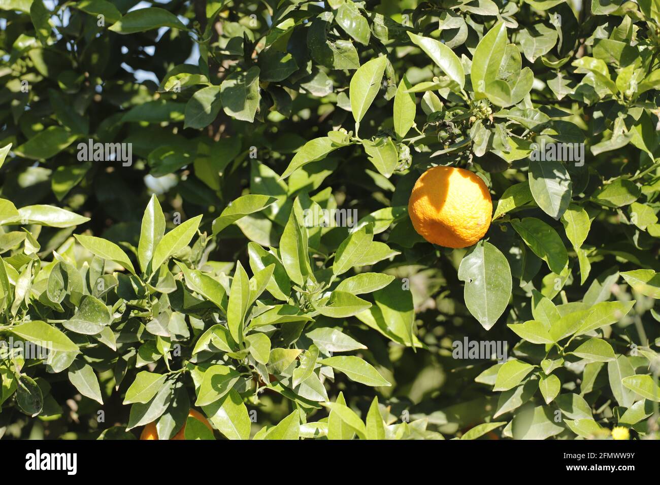 Orange hanging on a tree Stock Photo - Alamy