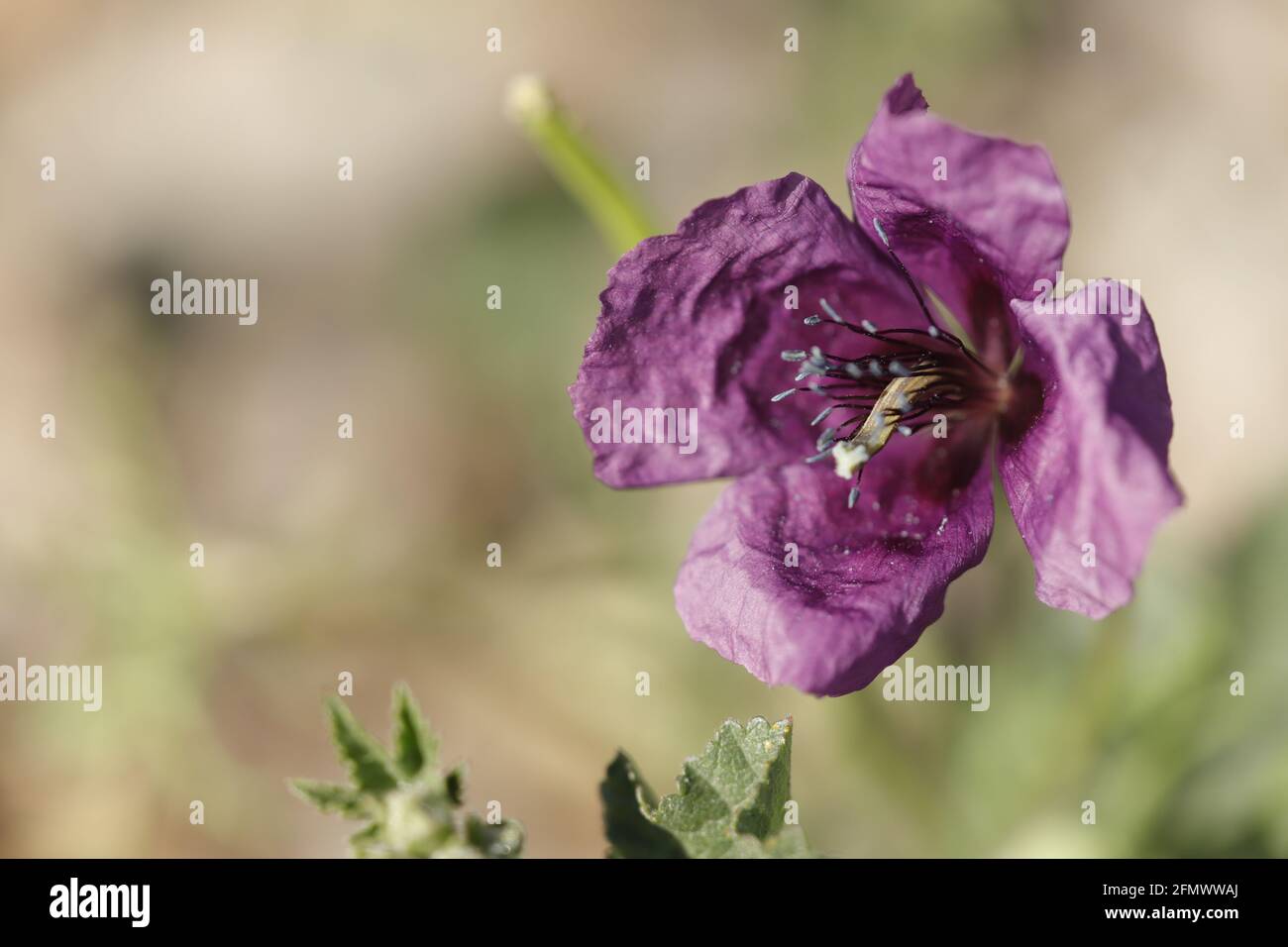 Beautiful for me unknown purple poppy flower Stock Photo - Alamy