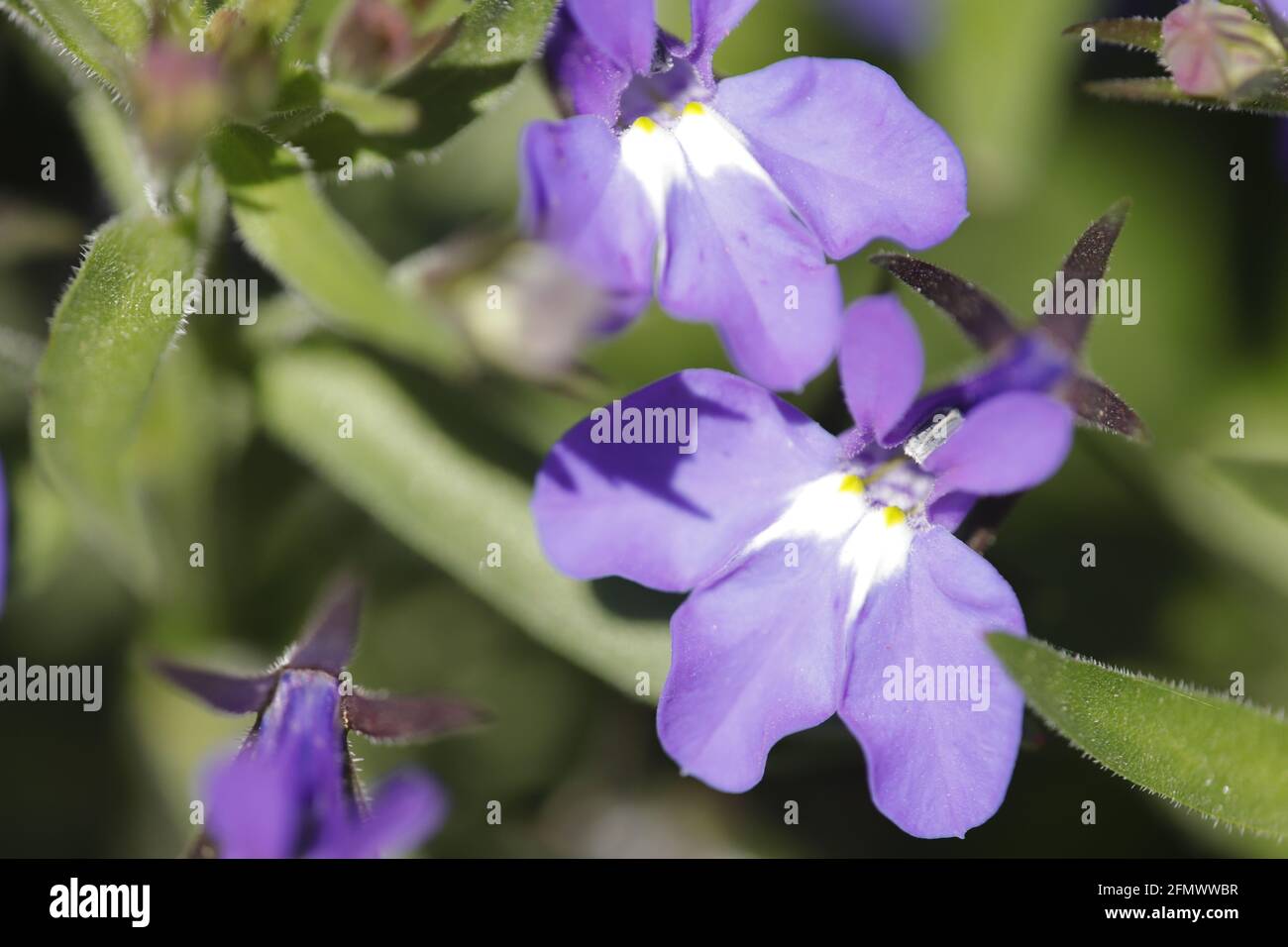Lobeliaceae hi-res stock photography and images - Alamy