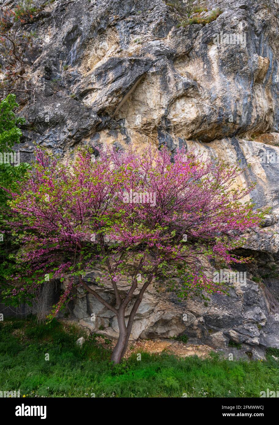 Judas tree hi-res stock photography and images - Alamy