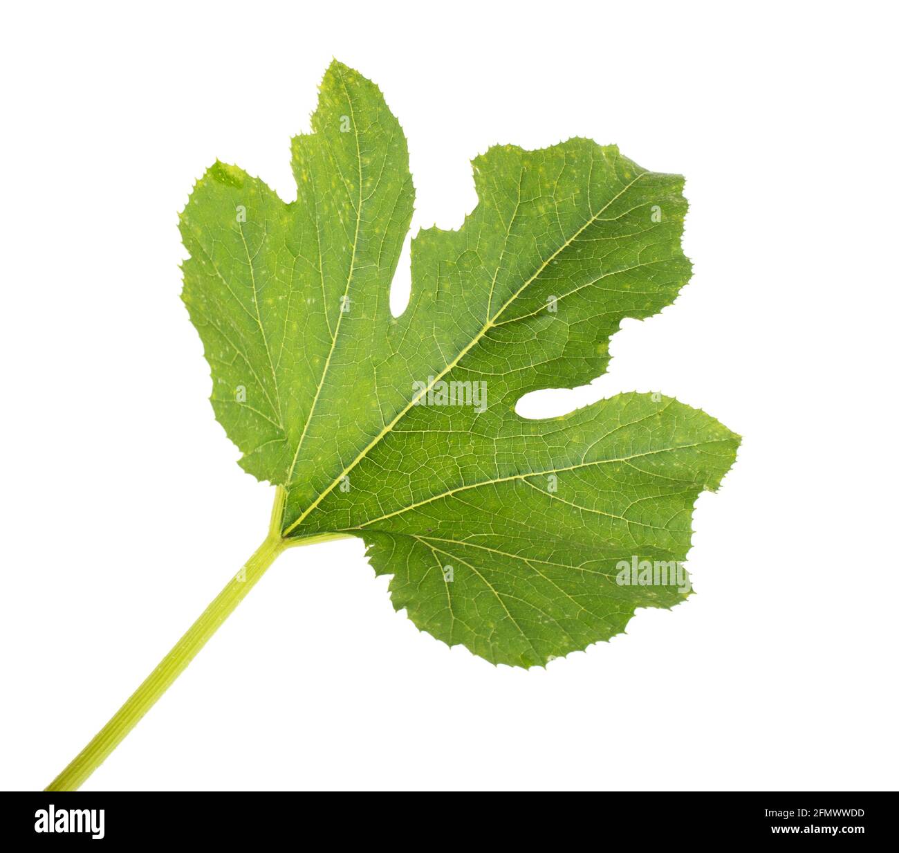 Green leaf of zucchini on a white background, isolate. Gardening Stock ...