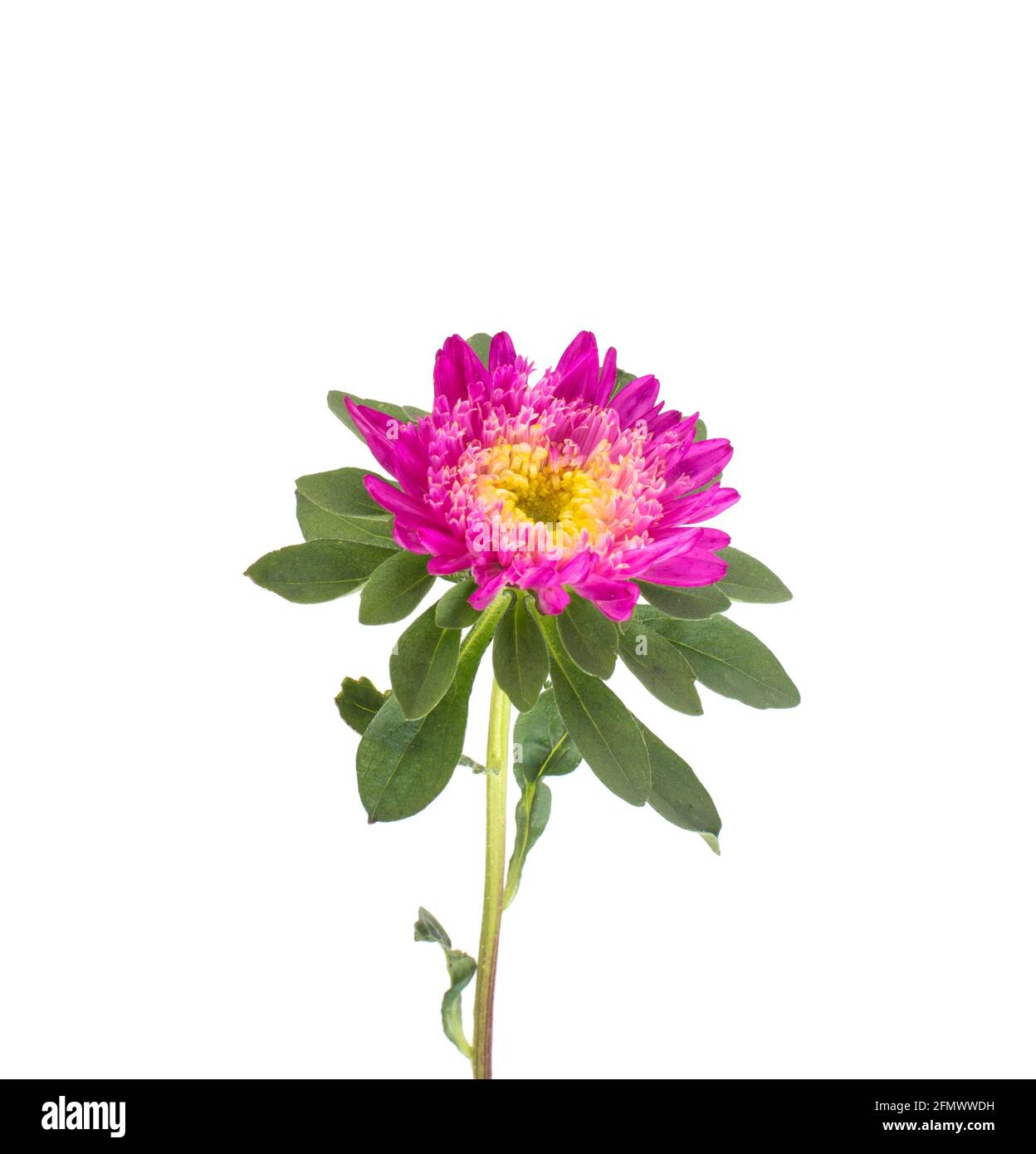 Beautiful pink flower with aster stem on white background, isolate ...