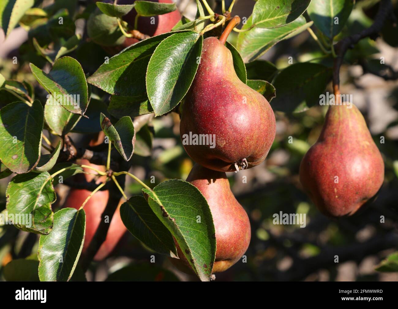 Pears hanging from tree hi-res stock photography and images - Alamy