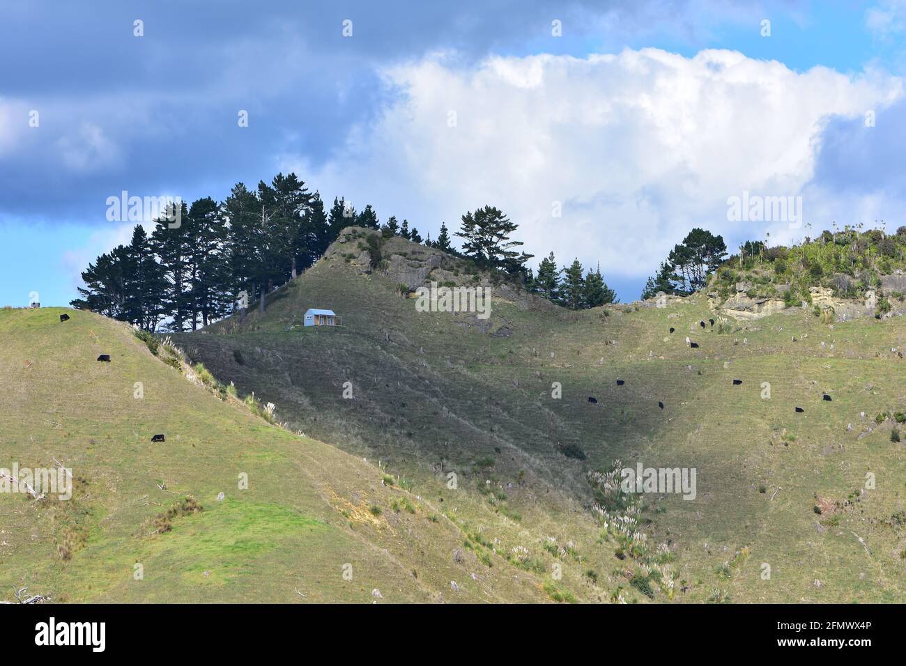 Steep paddock with patches of erosion and black cows scattered over ...