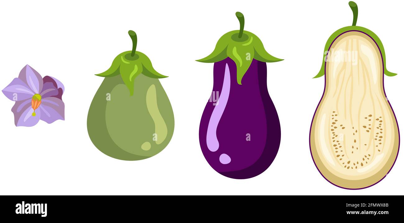 Eggplant growth and ripening stages Stock Photo - Alamy