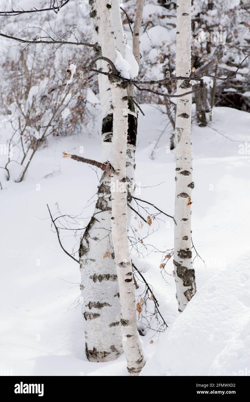 Large birches hi-res stock photography and images - Alamy