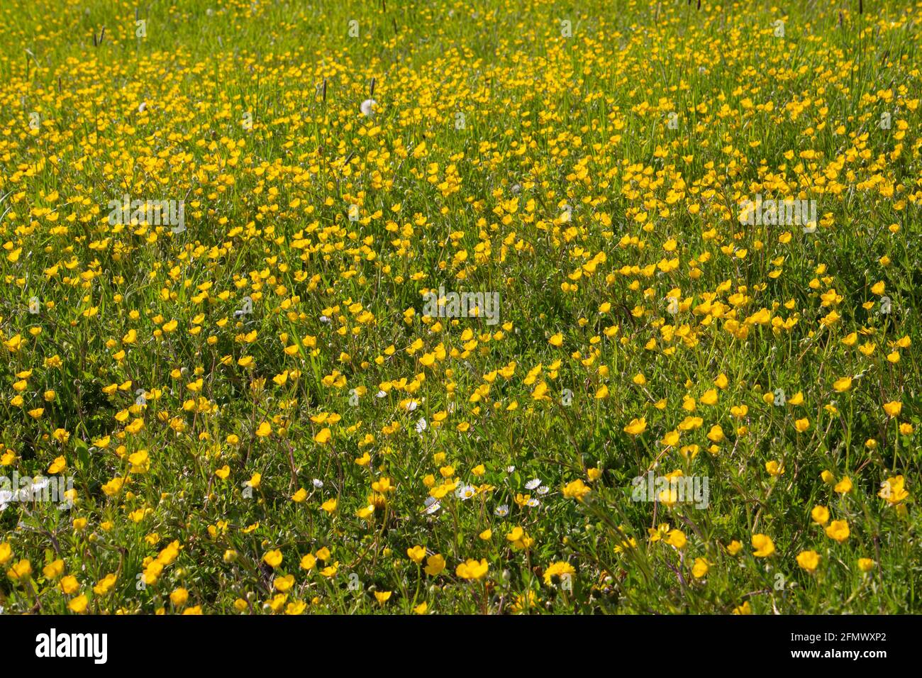 Yellow flowers of buttercups,also called ranunculus acris or ...