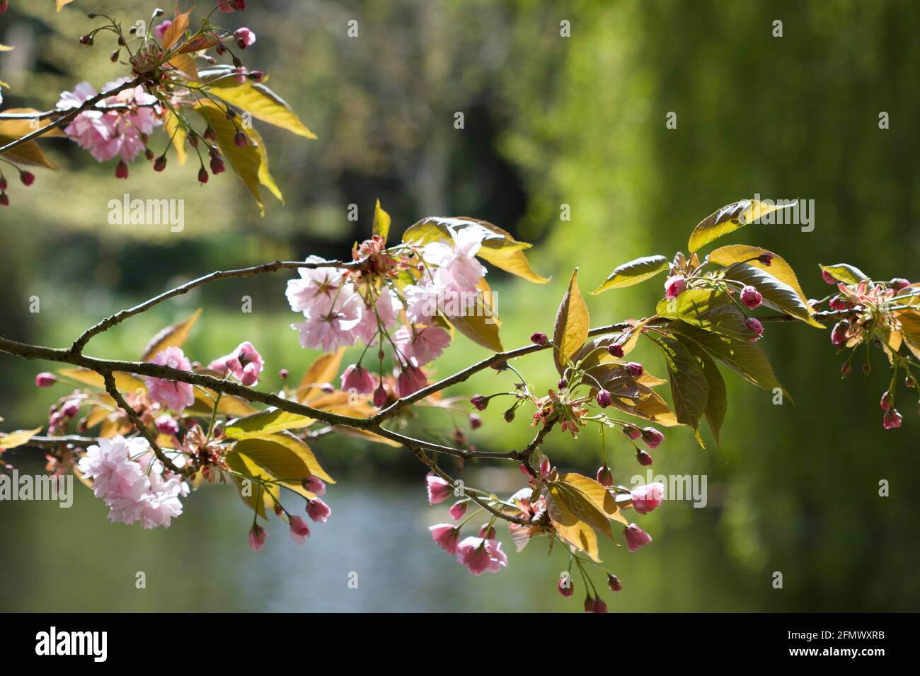 Cherry Blossom Tree Branch Stock Photo - Alamy