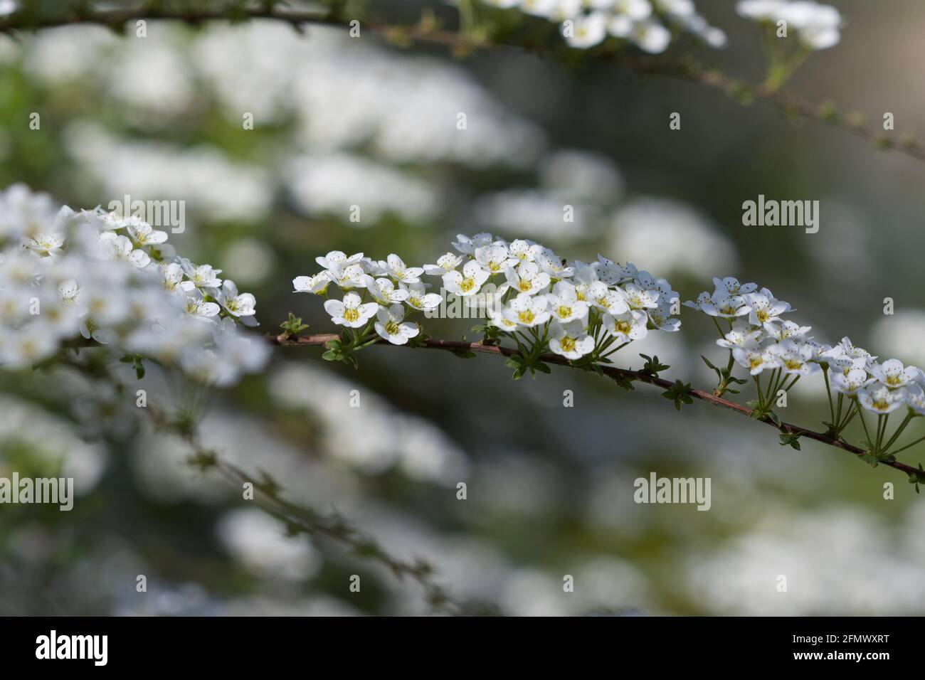 Branch with flowers over water hi-res stock photography and images - Alamy