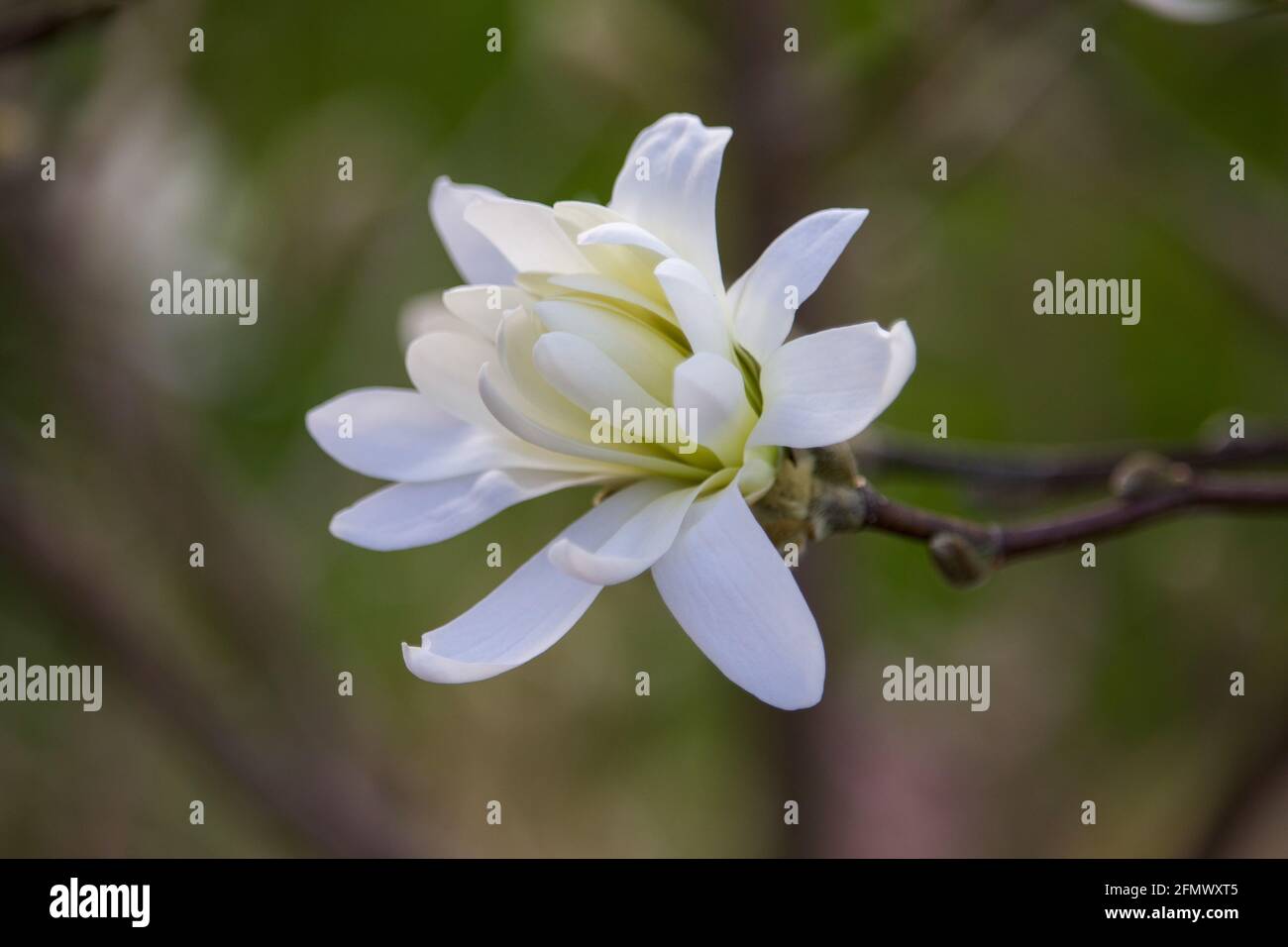 Magnolia in a small garden spring hi-res stock photography and images ...